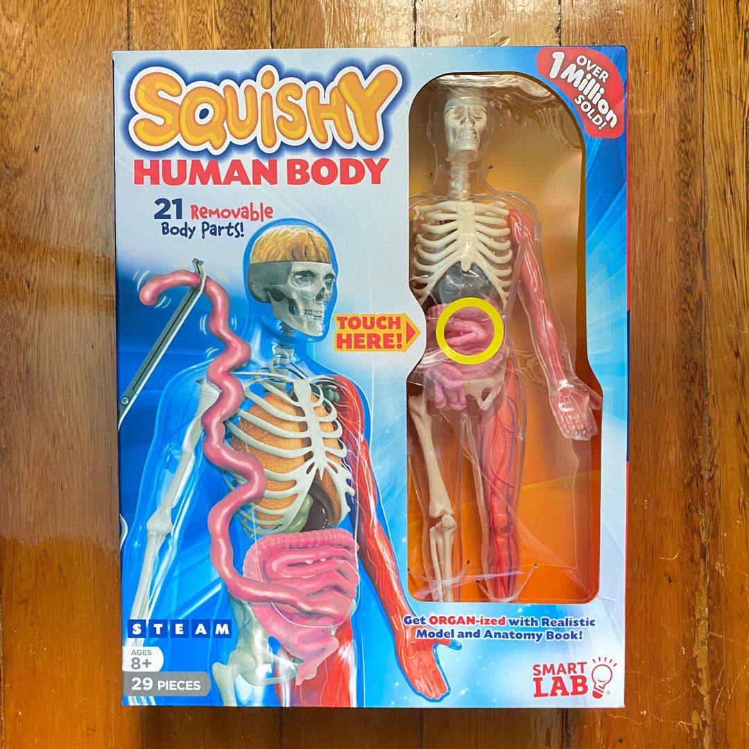 Squishy Human Body (Smart Lab), Hobbies & Toys, Toys & Games on Carousell