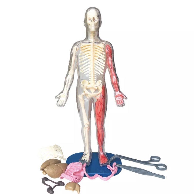 Squishy Human Body (Smart Lab), Hobbies & Toys, Toys & Games on Carousell