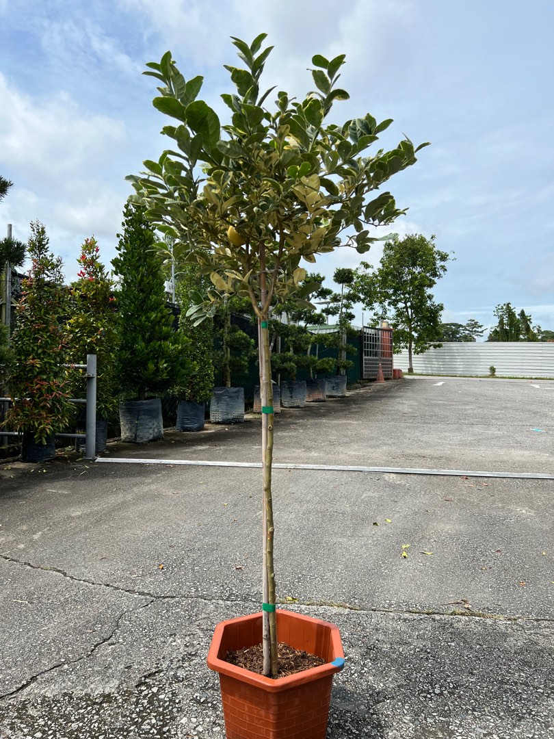 5 ft Tall Lemon Tree with Variegated Leaves, Furniture & Home Living ...
