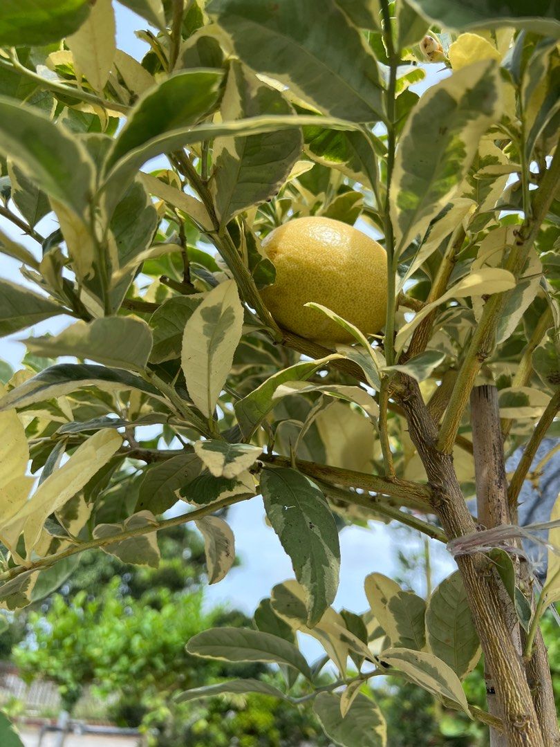 5 ft Tall Lemon Tree with Variegated Leaves, Furniture & Home Living ...