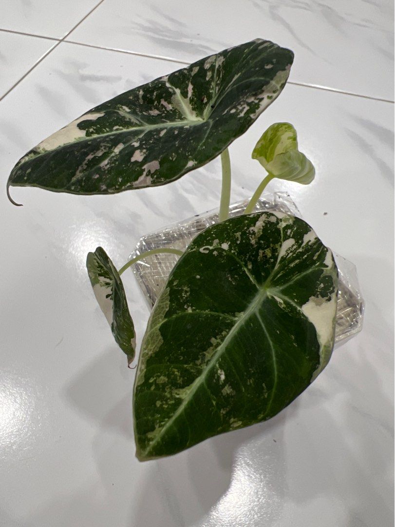 Alocasia black velvet variegated, Furniture & Home Living, Gardening ...