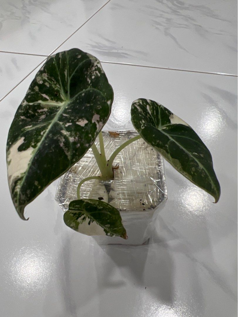Alocasia black velvet variegated, Furniture & Home Living, Gardening ...