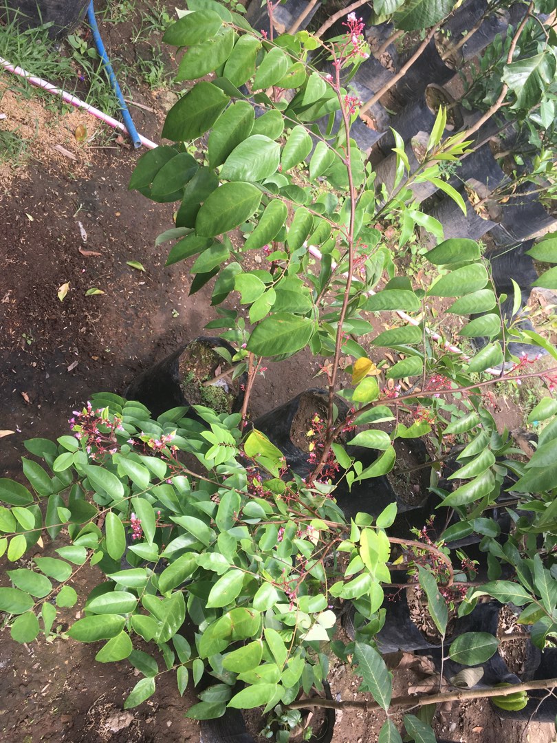 balimbing trees.., Furniture & Home Living, Gardening, Plants & Seeds ...