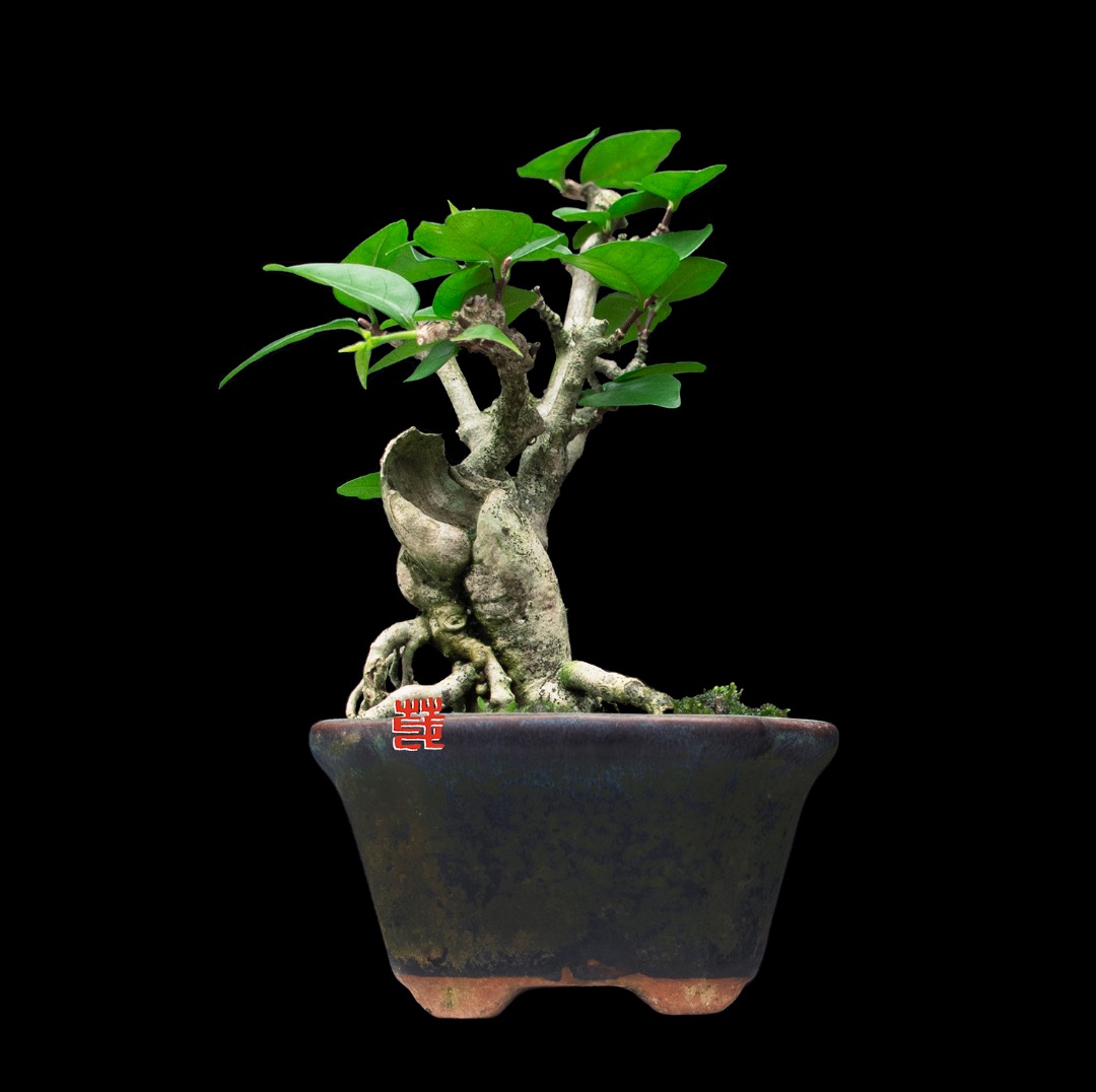 Bonsai 18cm Shui Mei Water Jasmine Wrightia Religiosa, Furniture & Home ...
