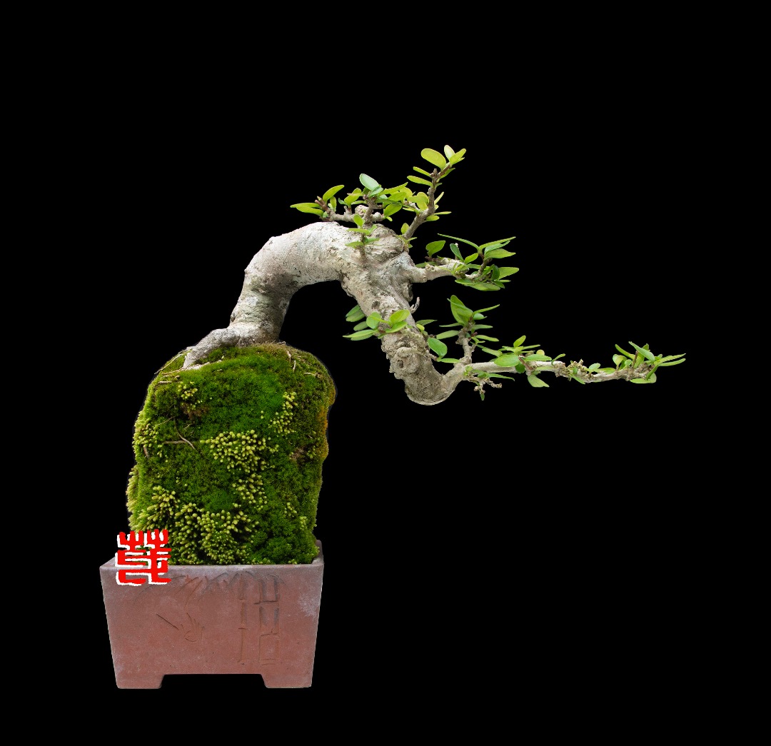 Bonsai 20cm Shui Mei Water Jasmine Wrightia Religiosa, Furniture & Home ...
