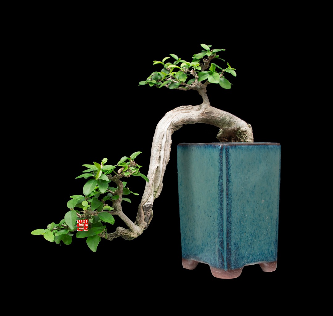 Bonsai 24cm Shui Mei Water Jasmine Wrightia Religiosa, Furniture & Home ...