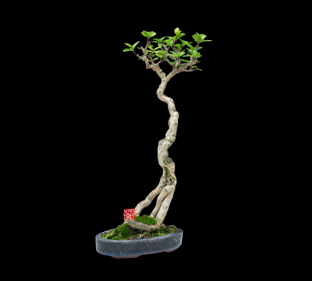 Bonsai 25cm Shui Mei Water Jasmine Wrightia Religiosa, Furniture & Home ...