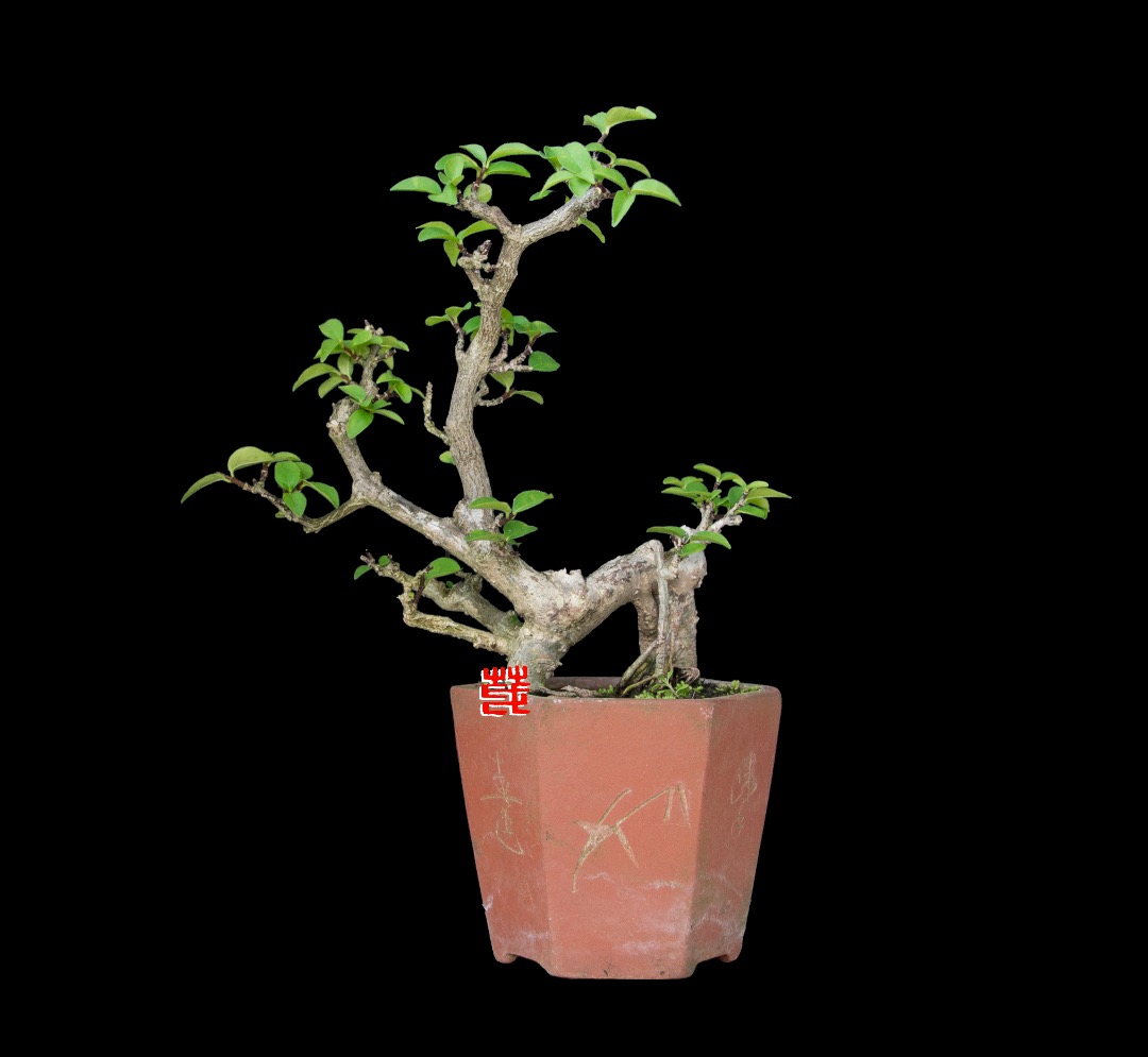 Bonsai 25cm Shui Mei Water Jasmine Wrightia Religiosa, Furniture & Home ...