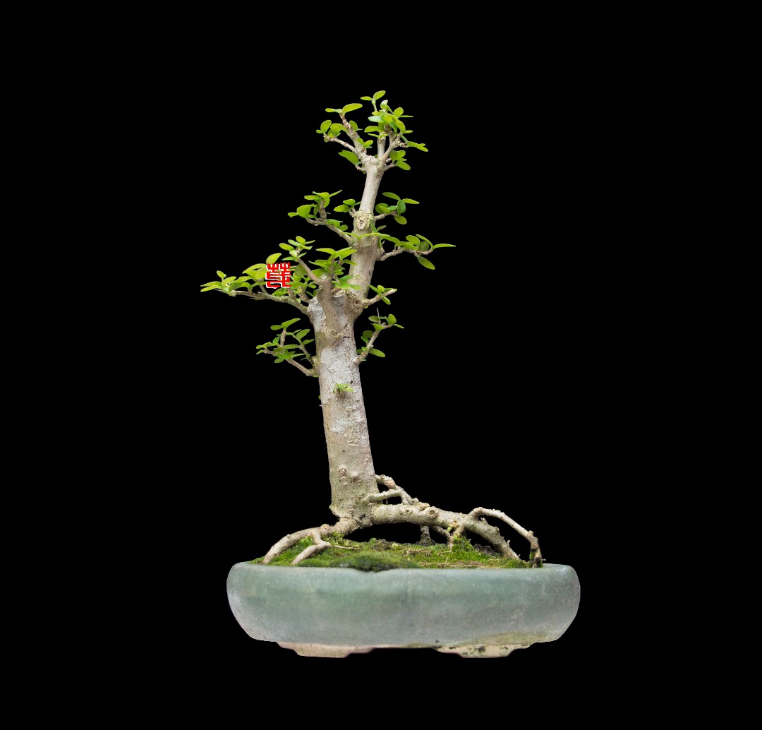 Bonsai 26cm Shui Mei Water Jasmine Wrightia Religiosa, Furniture & Home ...