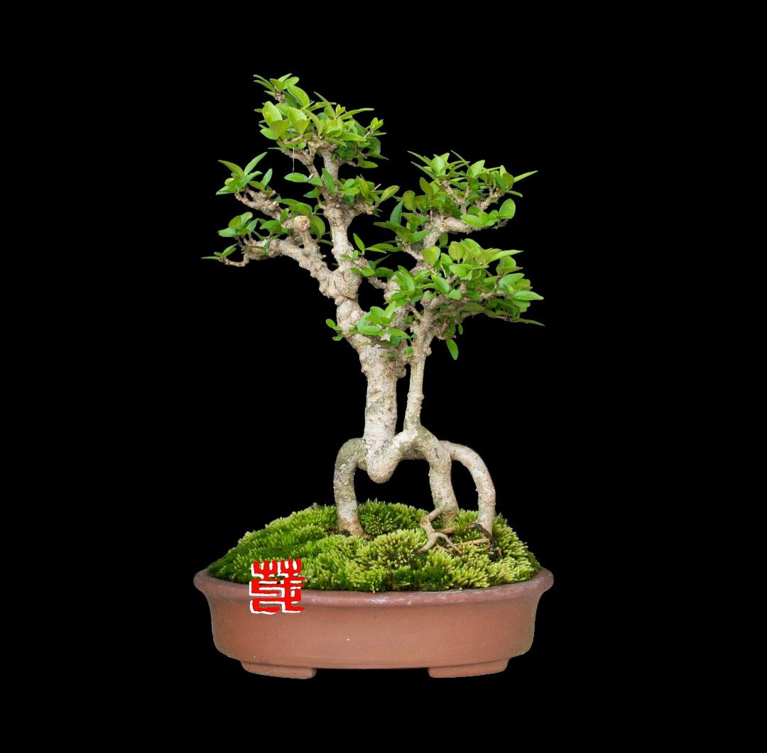 Bonsai 30cm Shui Mei Water Jasmine Wrightia Religiosa, Furniture & Home ...
