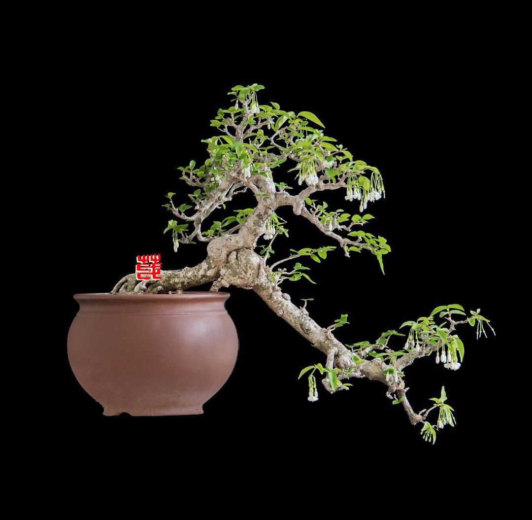 Bonsai 36cm Shui Mei Water Jasmine Wrightia Religiosa, Furniture & Home ...