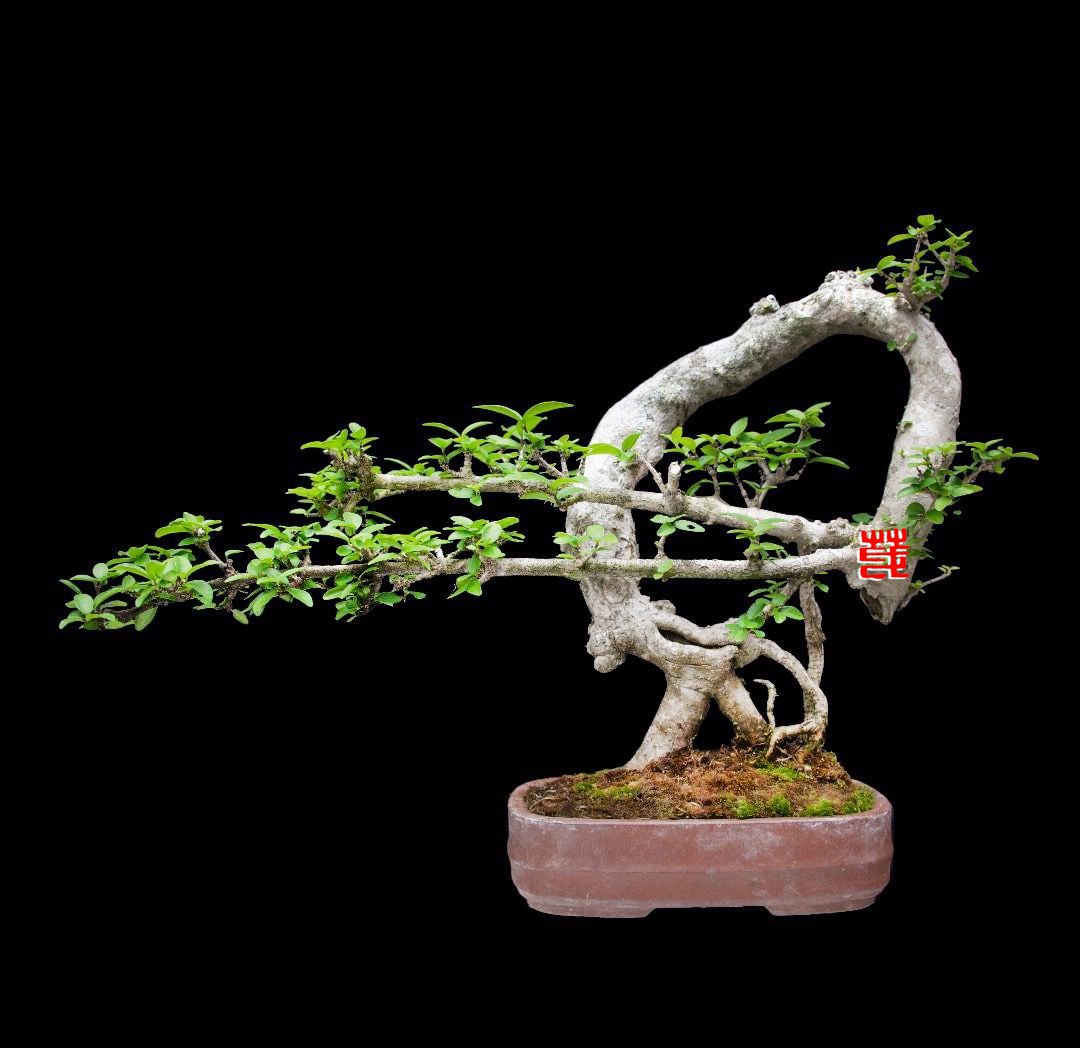 Bonsai 40cm Shui Mei Water Jasmine Wrightia Religiosa, Furniture & Home ...