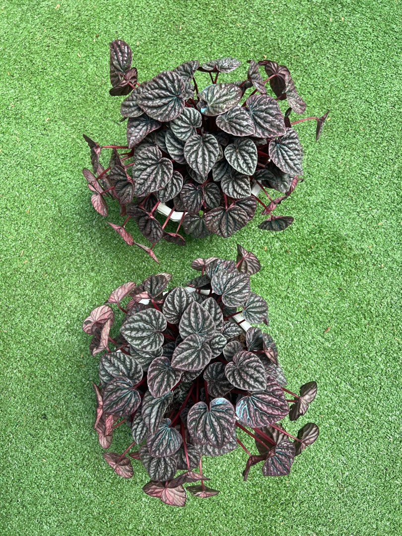 Caperata Red Ripple, Furniture & Home Living, Gardening, Plants & Seeds ...