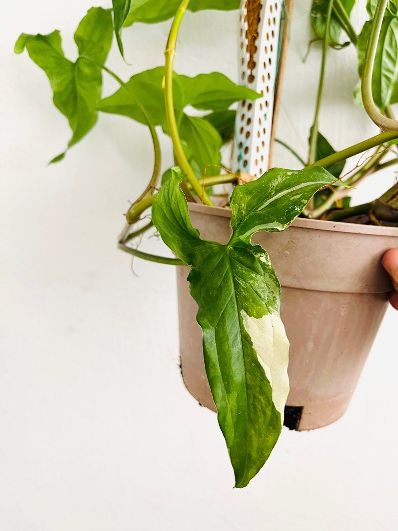 [Clearance] Syngonium Albo - long trailing vine - 48cm height ...