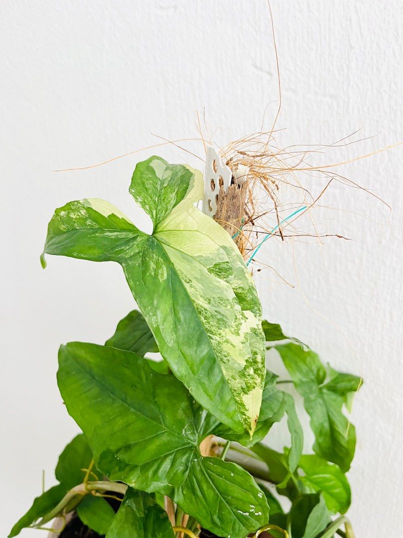 [Clearance] Syngonium Albo - long trailing vine - 48cm height ...