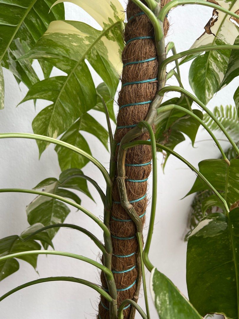 Dragon Tail Plant (Epipremnum pinnatum) Varigated, Furniture & Home ...