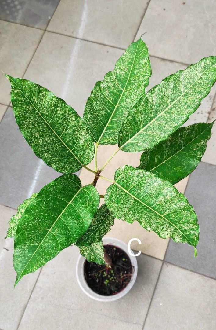 Ficus snowstorm, Furniture & Home Living, Gardening, Plants & Seeds on ...