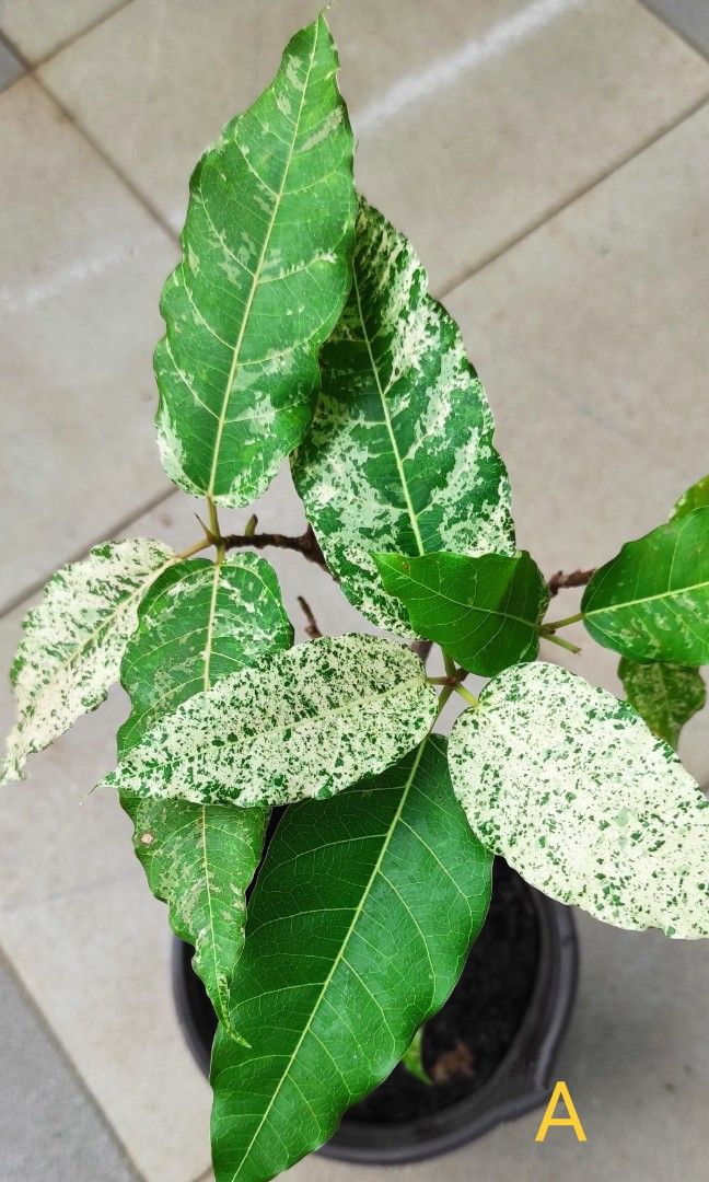 Ficus snowstorm, Furniture & Home Living, Gardening, Plants & Seeds on ...