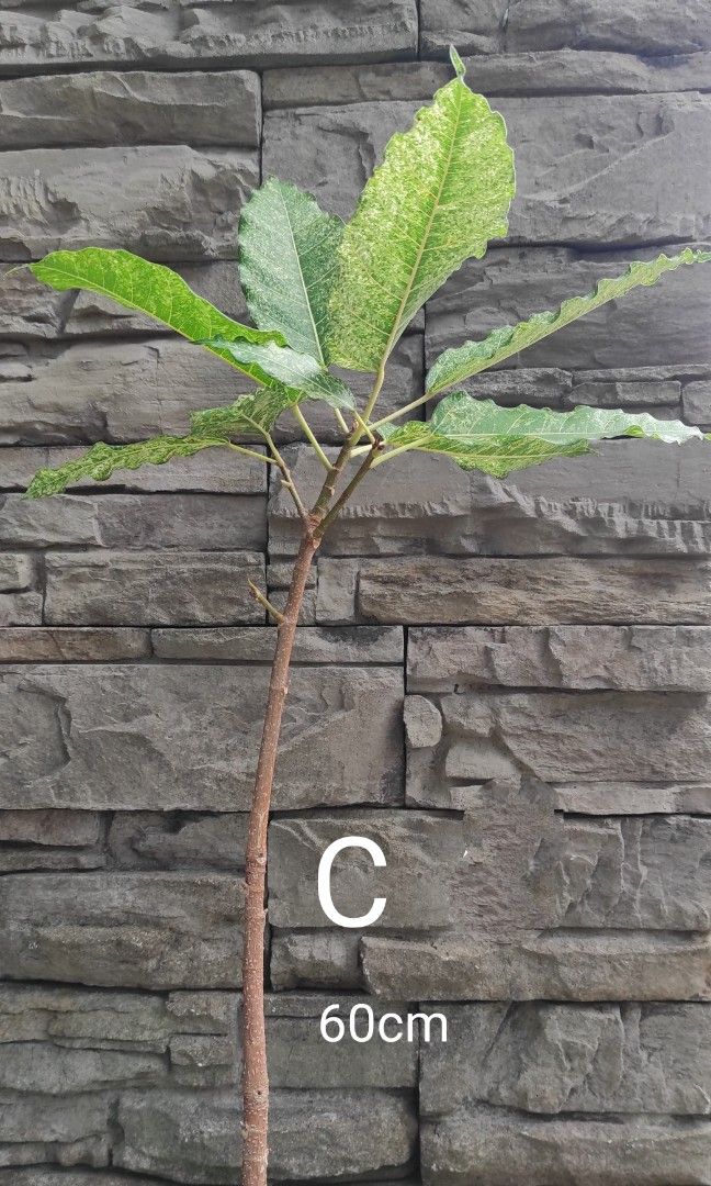 Ficus snowstorm, Furniture & Home Living, Gardening, Plants & Seeds on ...