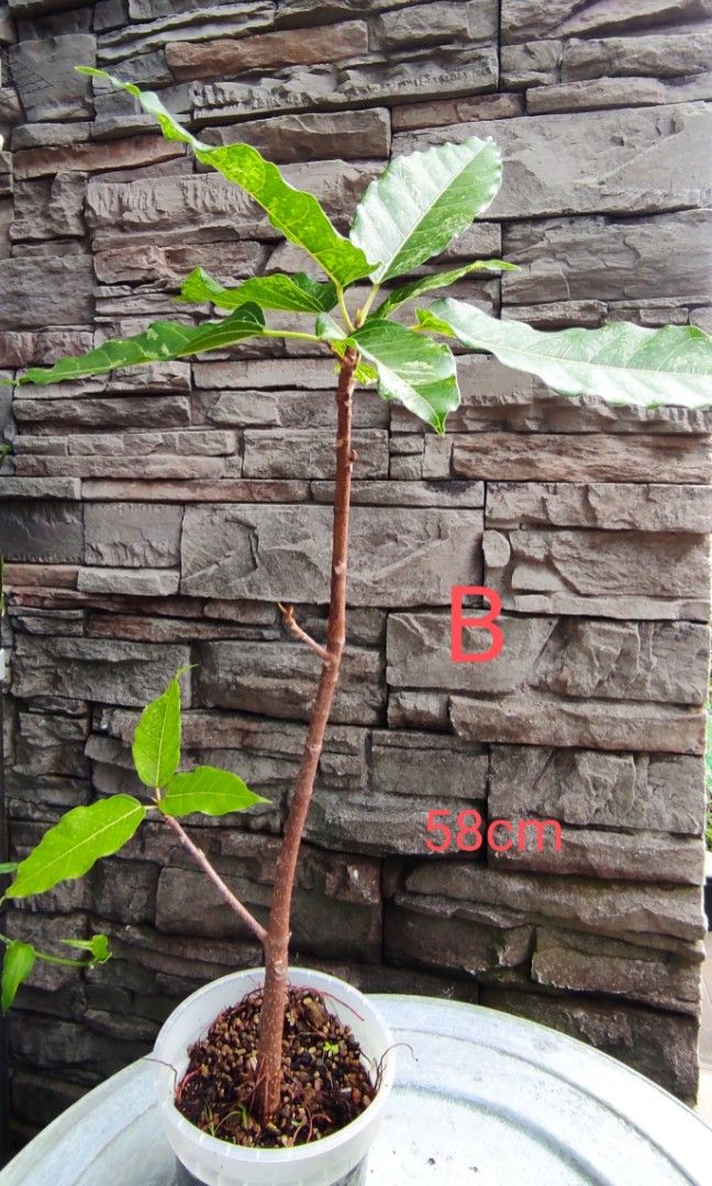 Ficus snowstorm, Furniture & Home Living, Gardening, Plants & Seeds on ...