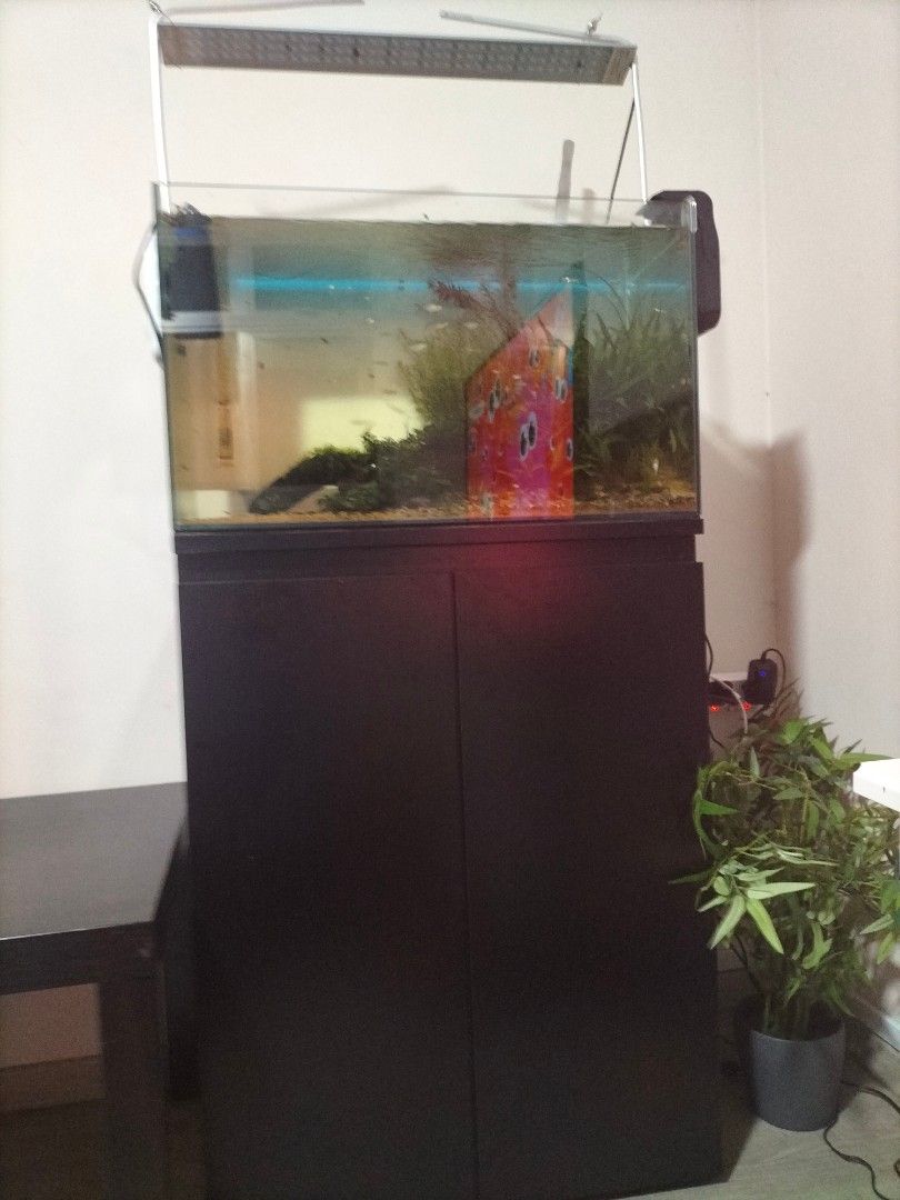 Fish tank complete with accessories, Pet Supplies, Homes & Other Pet ...