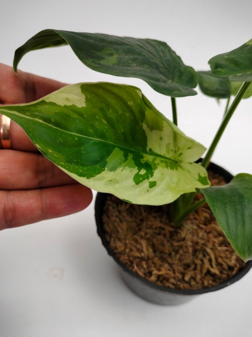 Homalomena sp yellow variegated, Furniture & Home Living, Gardening ...