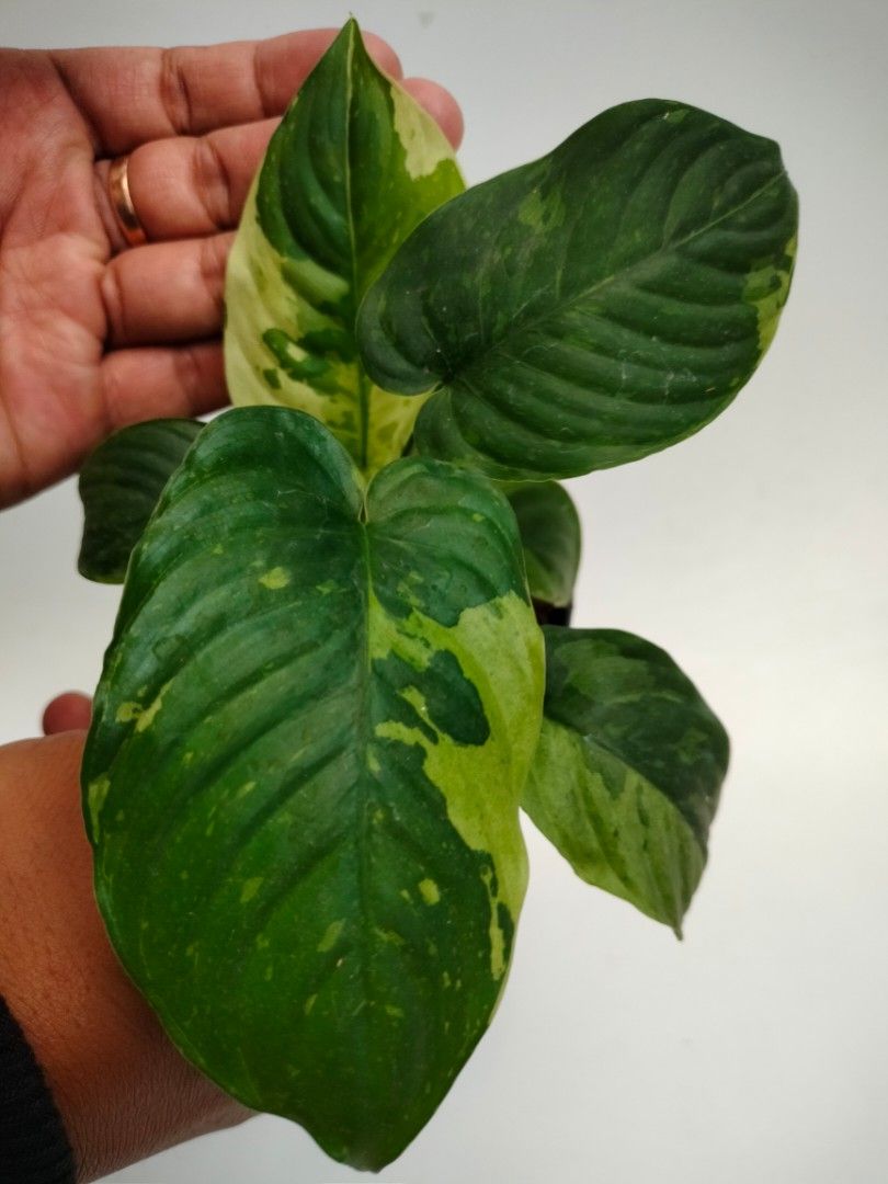 Homalomena sp yellow variegated, Furniture & Home Living, Gardening ...
