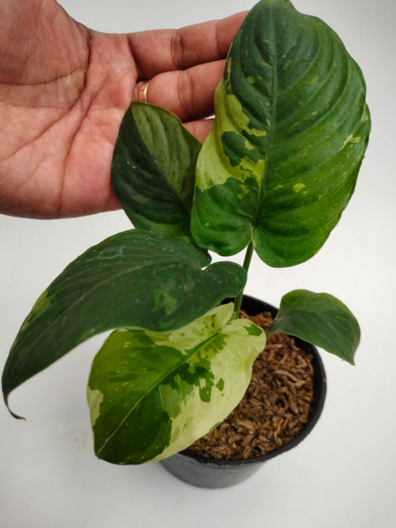 Homalomena sp yellow variegated, Furniture & Home Living, Gardening ...