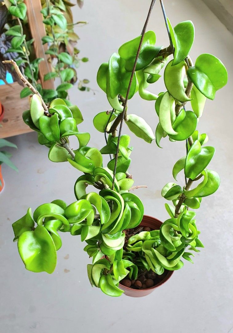 Hoya Compacta plant, Furniture & Home Living, Gardening, Plants & Seeds ...