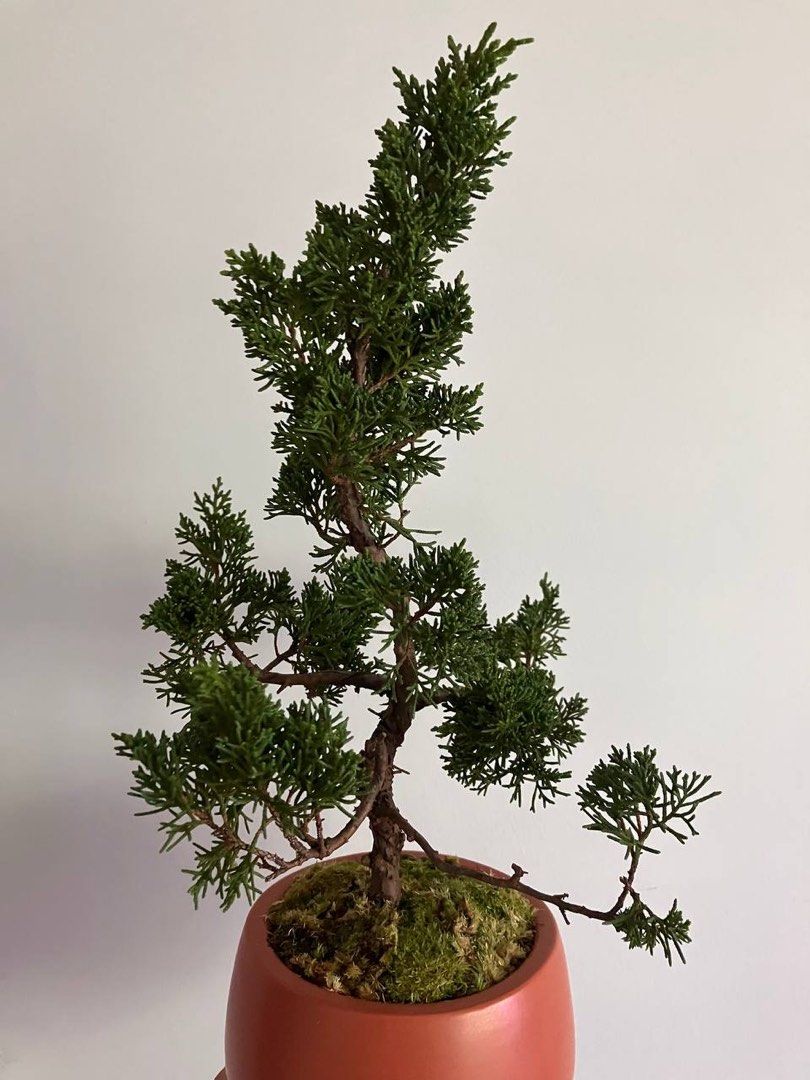 Young Juniper Pine Tree with Orange Nordic Pot and Holland Moss ...