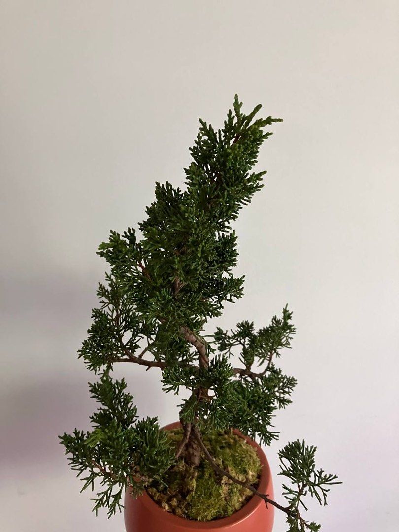 Young Juniper Pine Tree with Orange Nordic Pot and Holland Moss ...