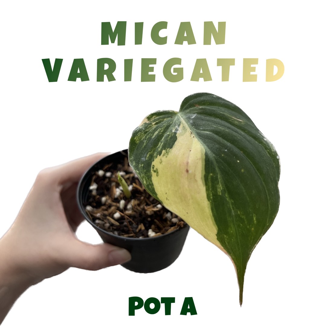 Mican Variegated, Furniture & Home Living, Gardening, Plants & Seeds on ...