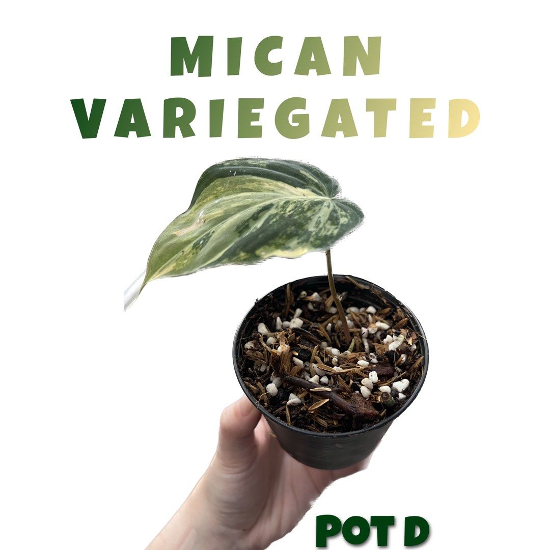 Mican Variegated, Furniture & Home Living, Gardening, Plants & Seeds on ...