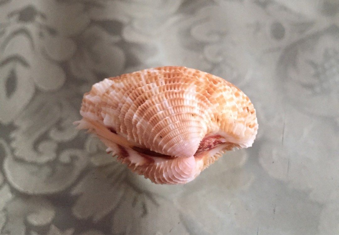 Seashell - Antigona lamellaris seashell, Hobbies & Toys, Memorabilia ...