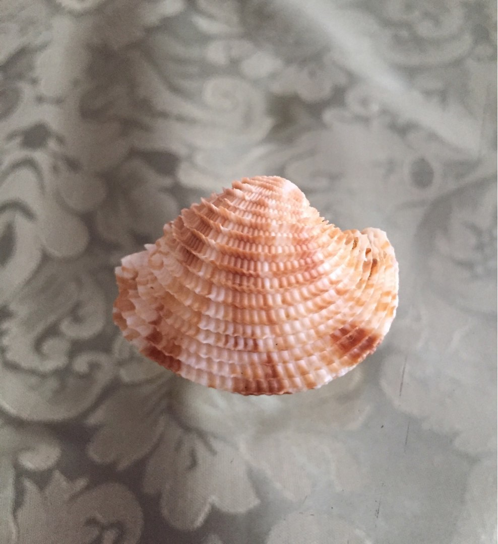 Seashell - Antigona lamellaris seashell, Hobbies & Toys, Memorabilia ...