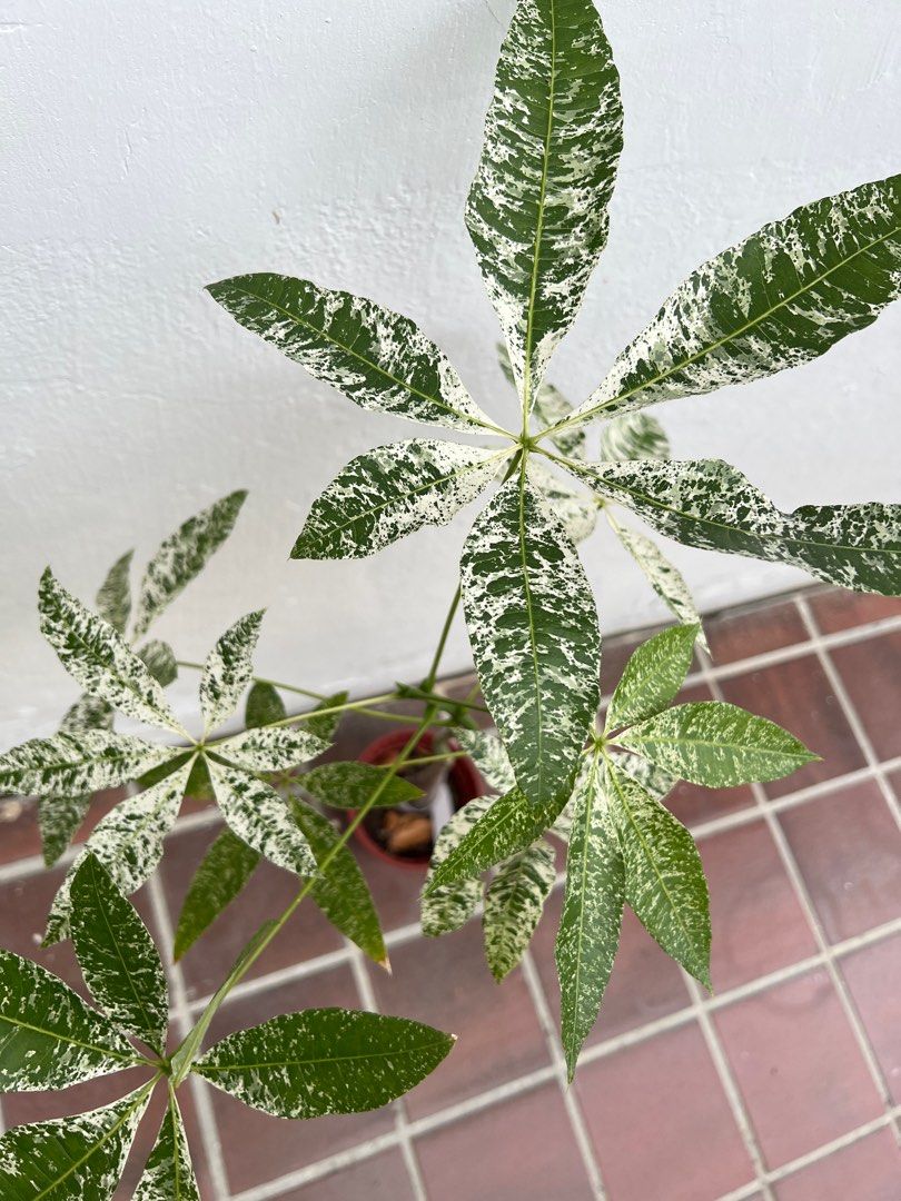 Variegated Money Tree ( Pachira Aquatica variegates), Furniture & Home ...