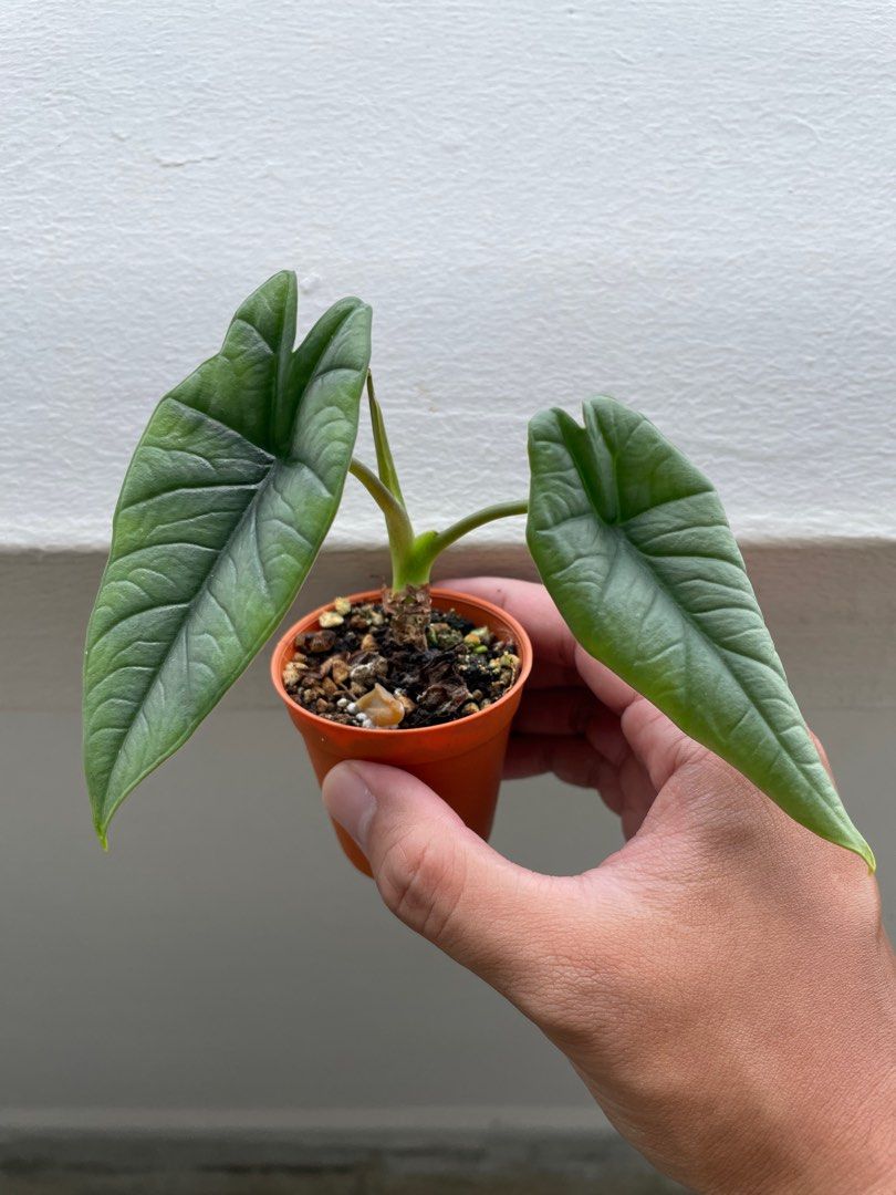 Alocasia Bisma Plant, Furniture & Home Living, Gardening, Plants ...