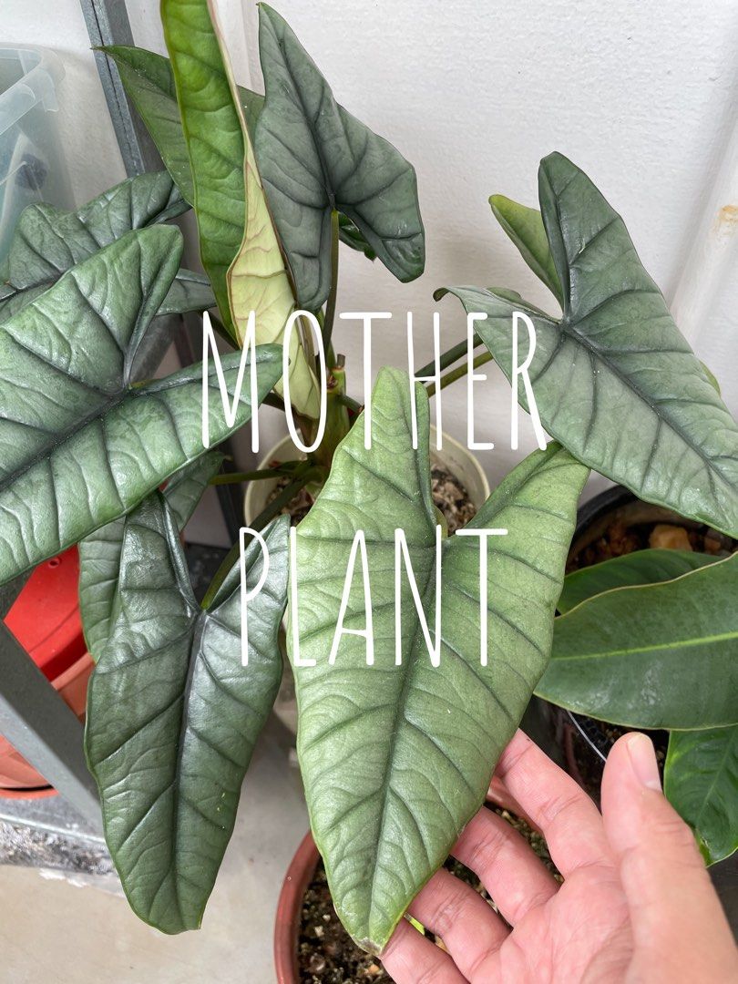 Alocasia Bisma Plant, Furniture & Home Living, Gardening, Plants ...