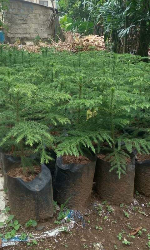 Alucaria pine tree, Furniture & Home Living, Gardening, Plants & Seeds ...