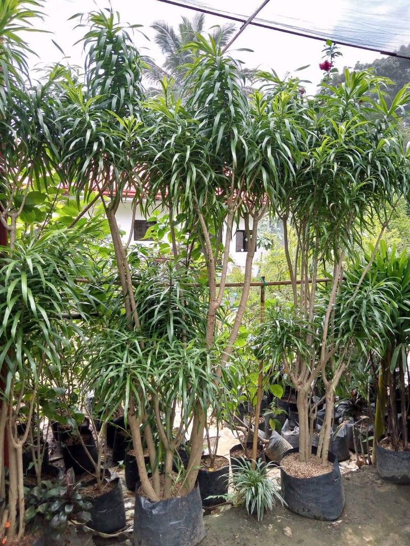 Anita plant, Furniture & Home Living, Gardening, Plants & Seeds on ...