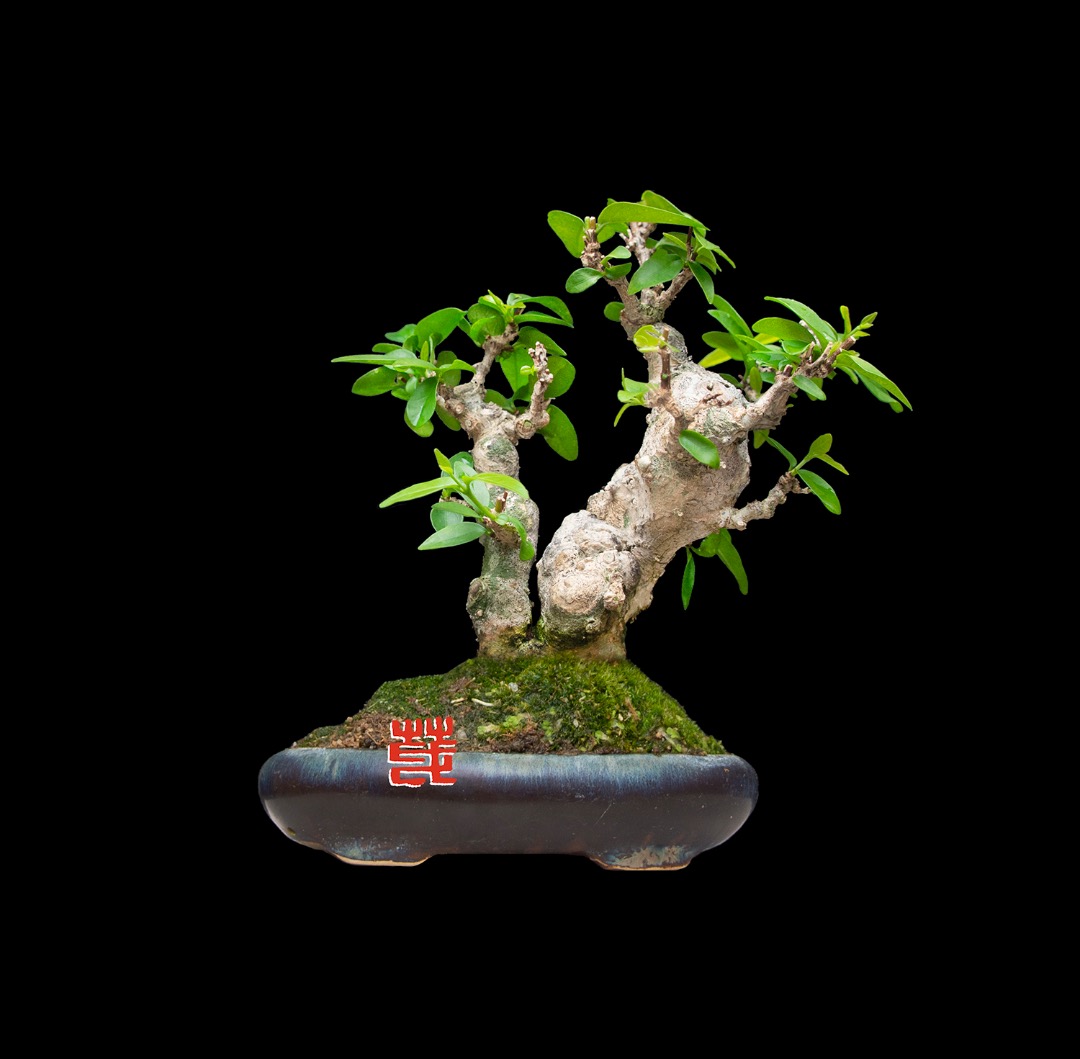 Bonsai 17cm Shui Mei Water Jasmine Wrightia Religiosa, Furniture & Home ...
