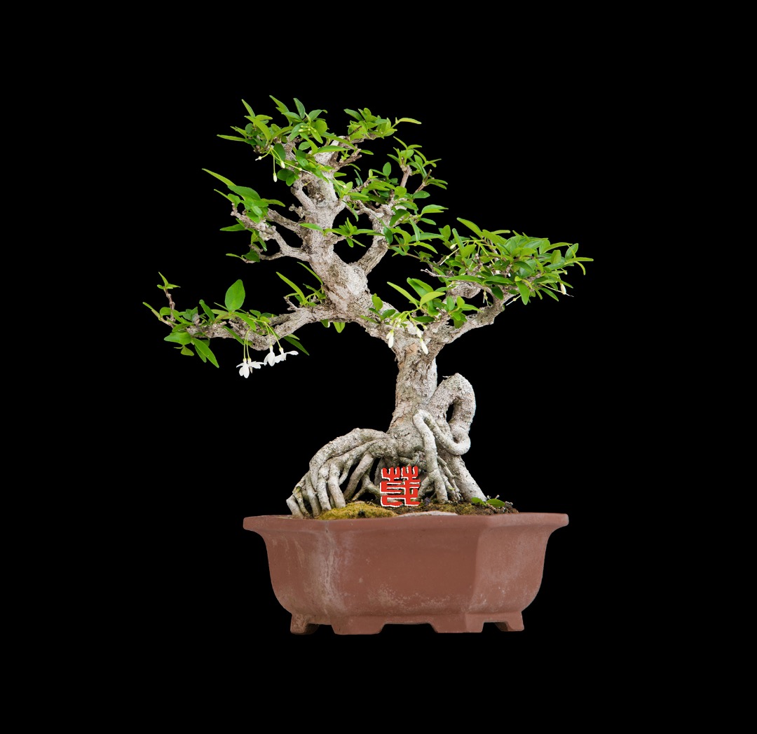 Bonsai 35cm Shui Mei Water Jasmine Wrightia Religiosa, Furniture & Home ...