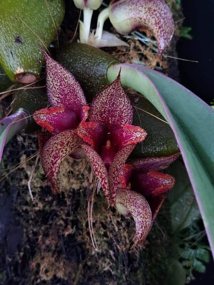 Bulbophyllum macrobulbon, Furniture & Home Living, Gardening, Plants ...