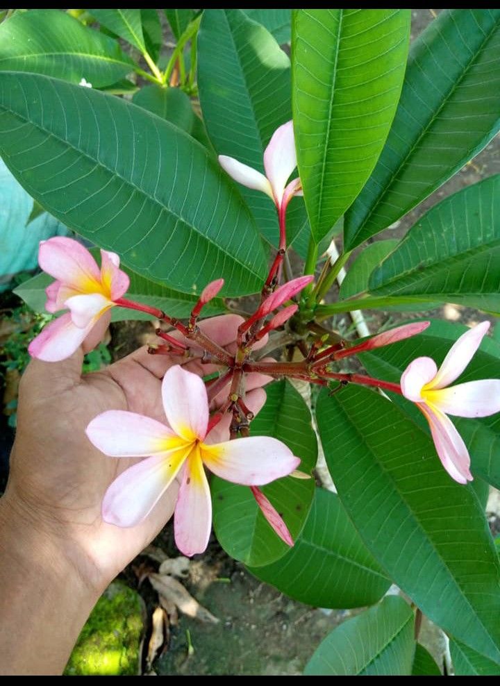 Calachuchi, Furniture & Home Living, Gardening, Plants & Seeds on Carousell