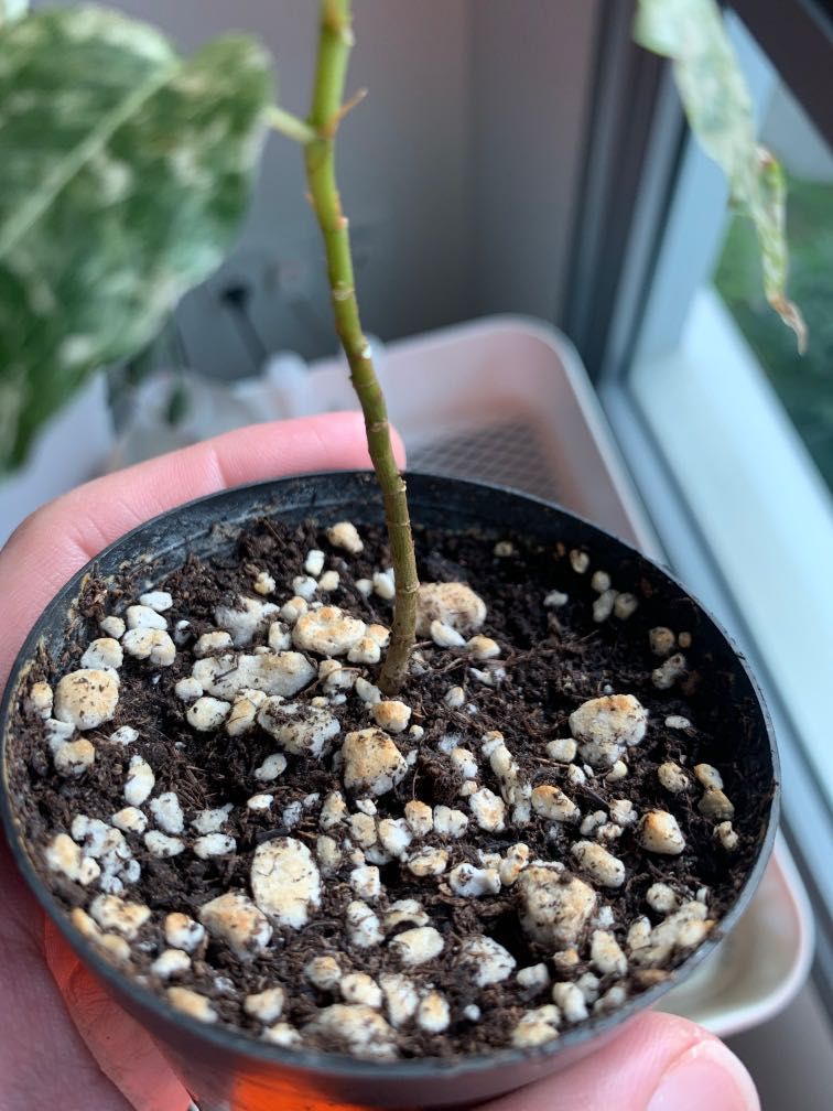 Ficus snowstorm, Furniture & Home Living, Gardening, Plants & Seeds on ...