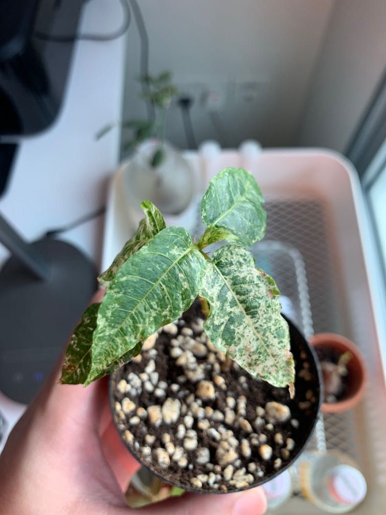 Ficus snowstorm, Furniture & Home Living, Gardening, Plants & Seeds on ...