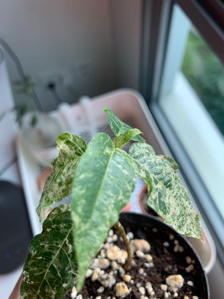 Ficus snowstorm, Furniture & Home Living, Gardening, Plants & Seeds on ...