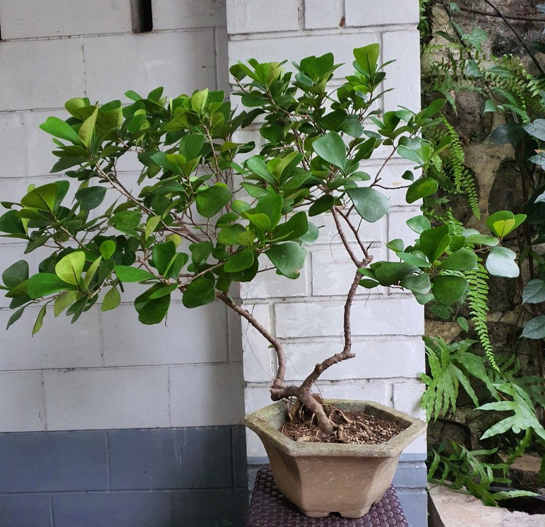 Ficus Triangularis Bonsai, Furniture & Home Living, Gardening, Plants ...