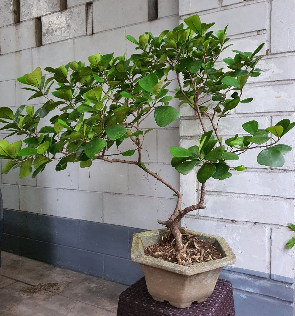 Ficus Triangularis Bonsai, Furniture & Home Living, Gardening, Plants ...