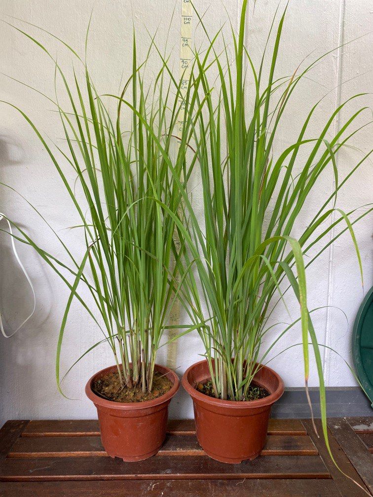 Lemongrass Plant 10 Each Pot Furniture And Home Living Gardening Plants And Seeds On Carousell